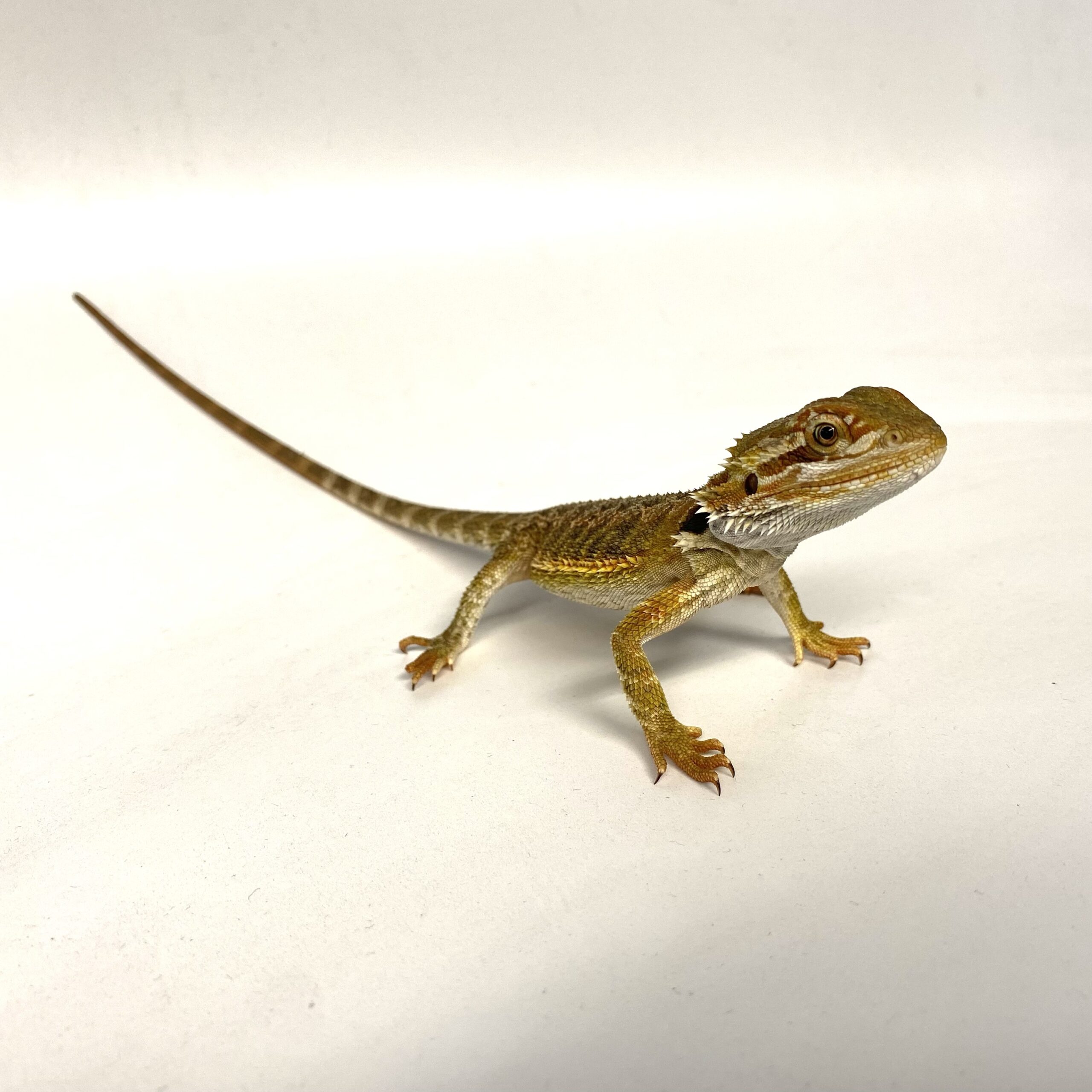 Agamids - Planted Terraria Exotics