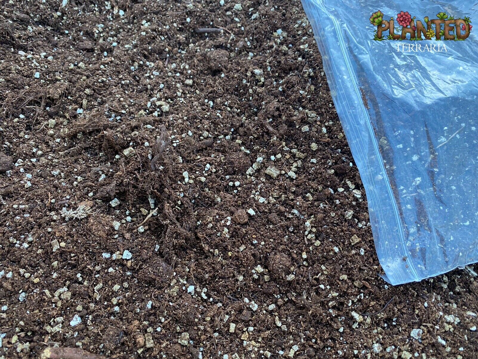 Spider Substrate Archives - Planted Terraria Exotics