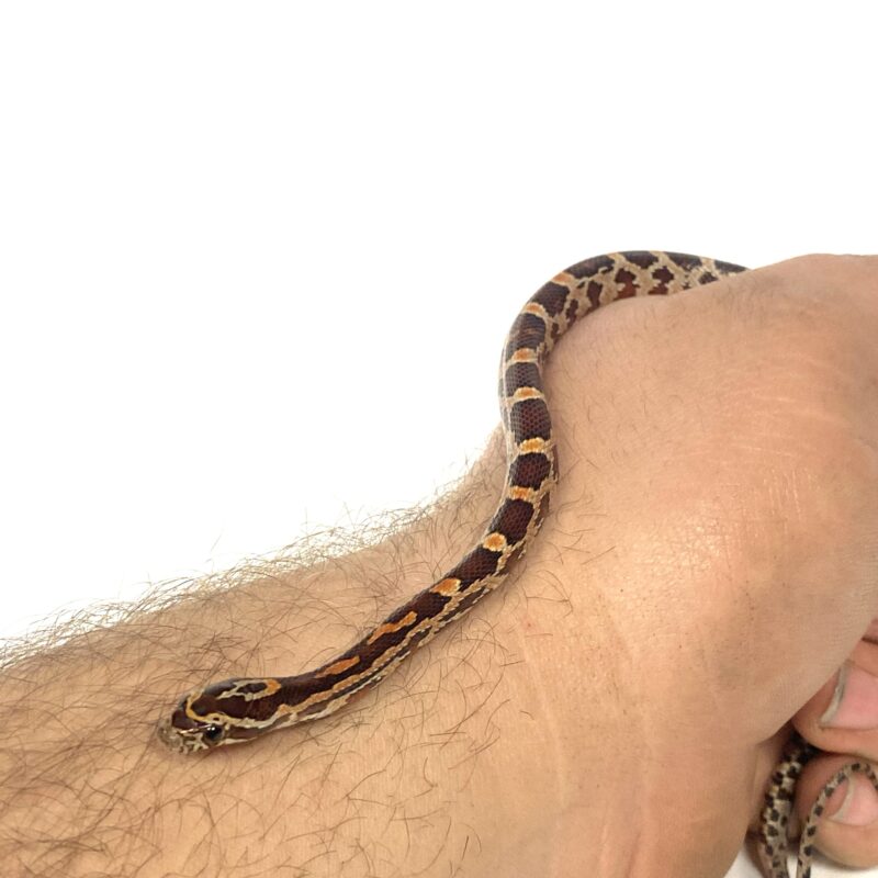 Normal Corn Snake - Planted Terraria Exotics