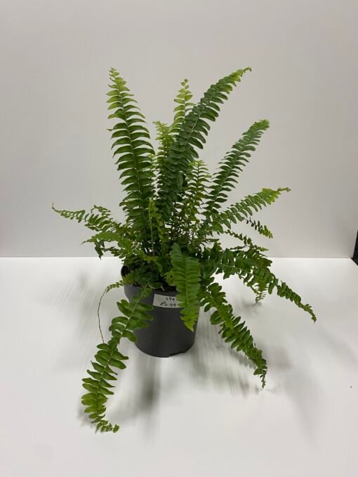 Nephrolepis “Green Lady” - Planted Terraria Exotics