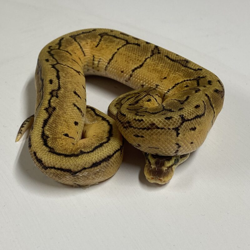 Pastel Pinstripe Royal Python Male - Planted Terraria Exotics