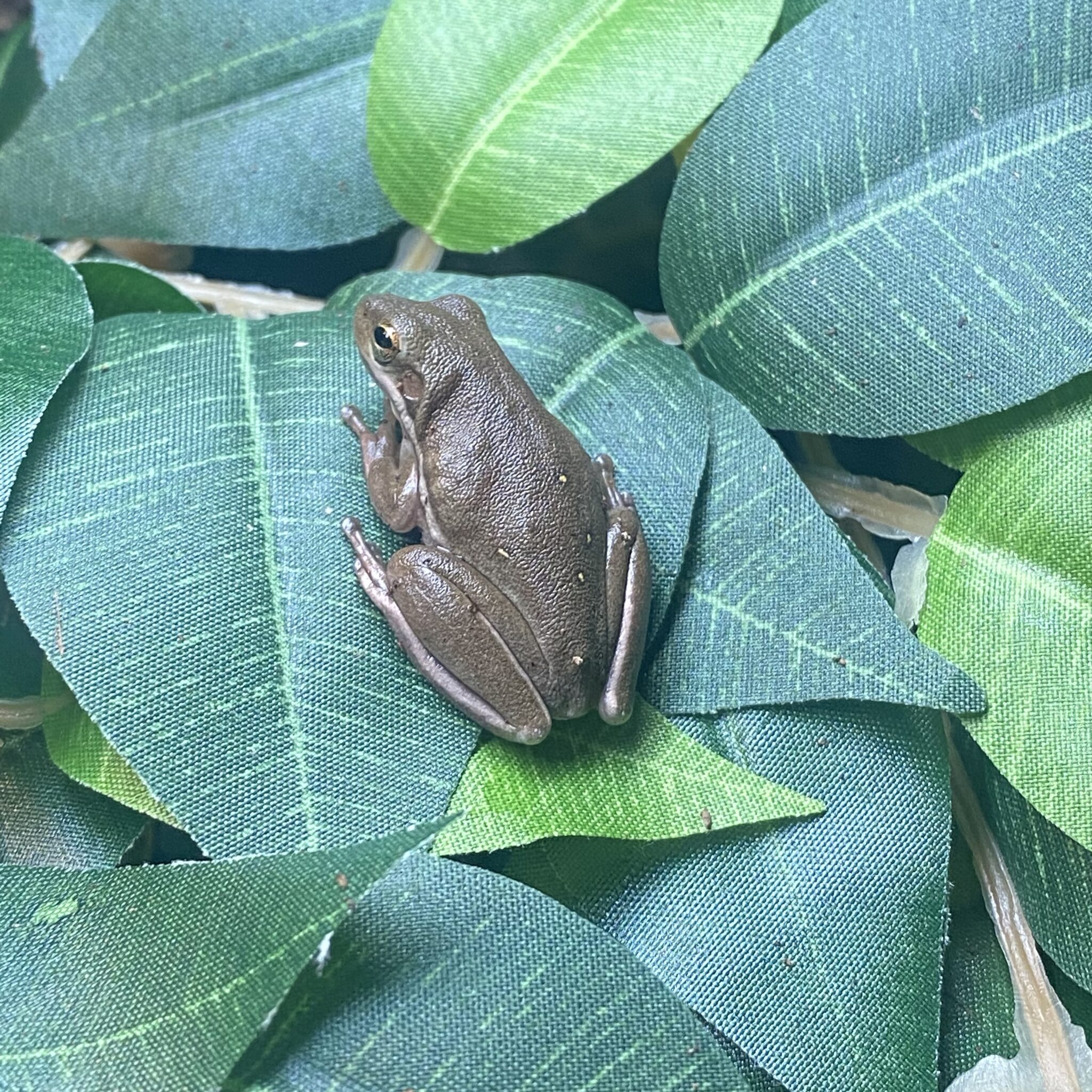American Green Tree Frog (Hyla cinerea) - Planted Terraria Exotics