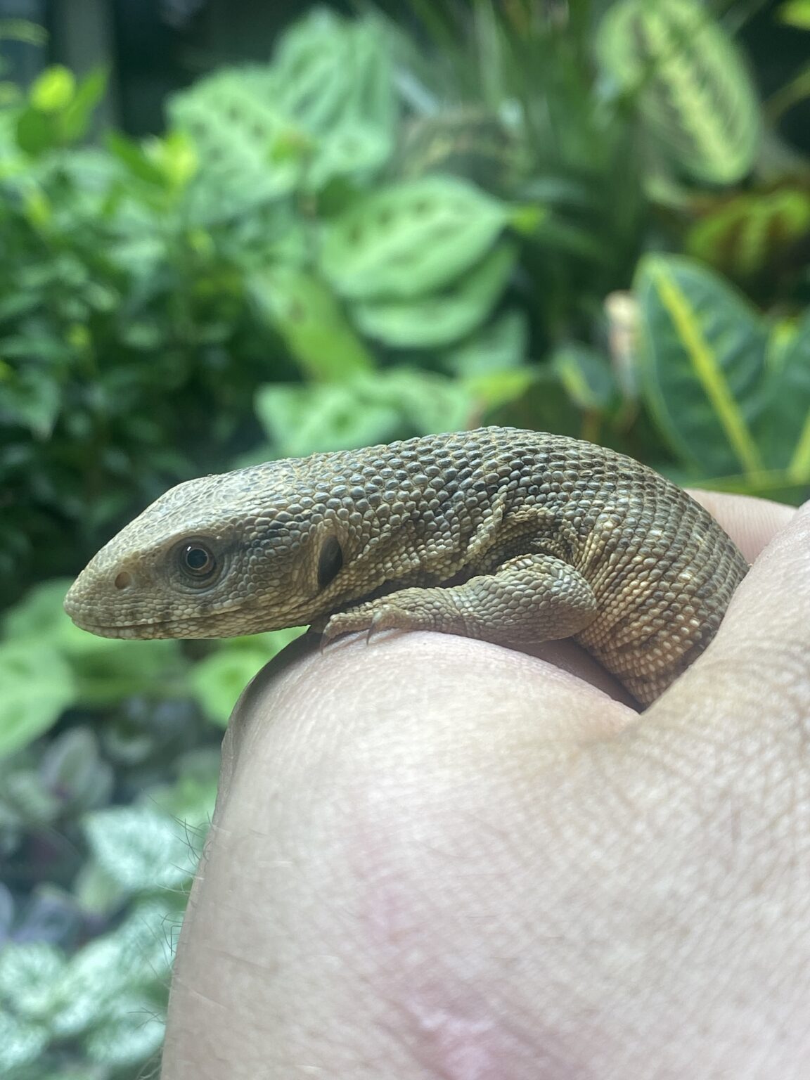 Bosc Monitor - Planted Terraria Exotics