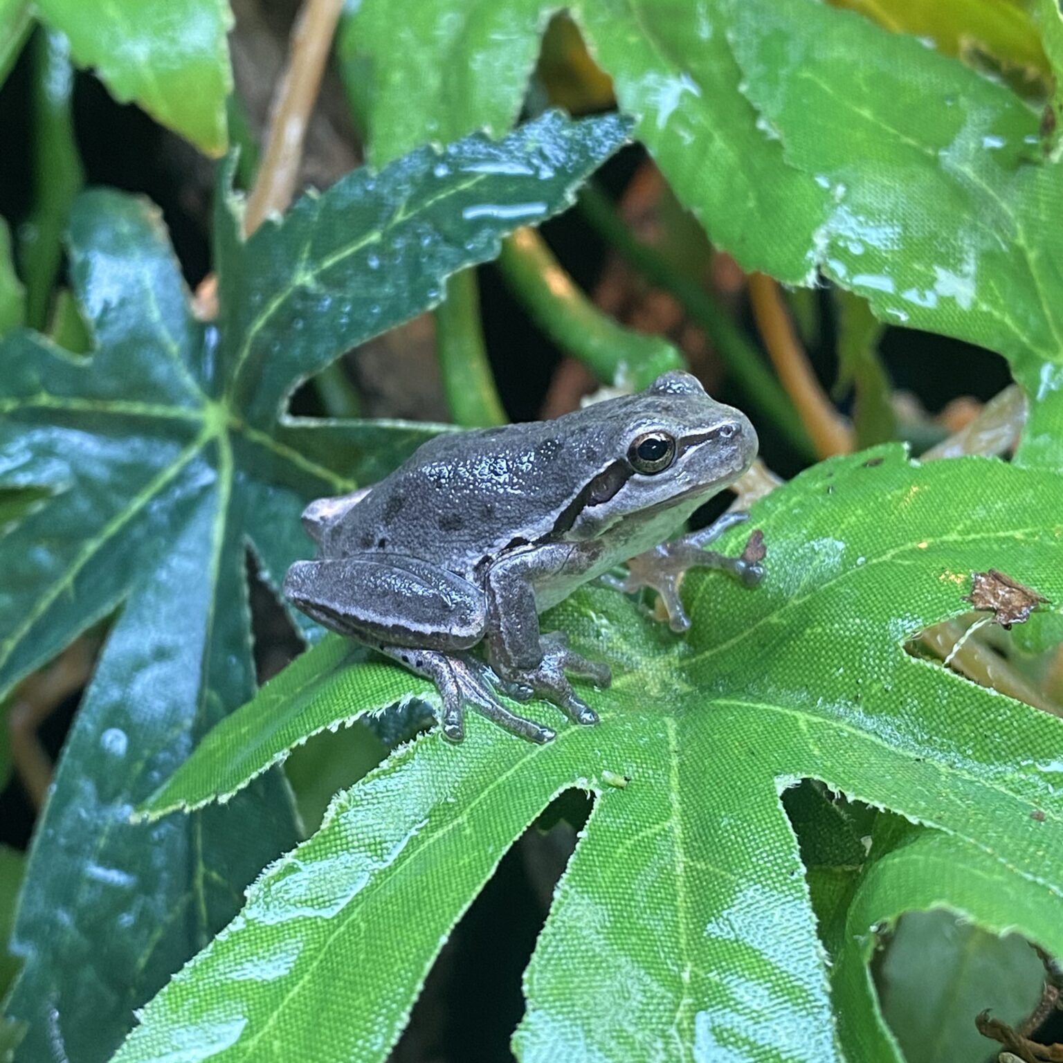 European Tree Frogs - Planted Terraria Exotics