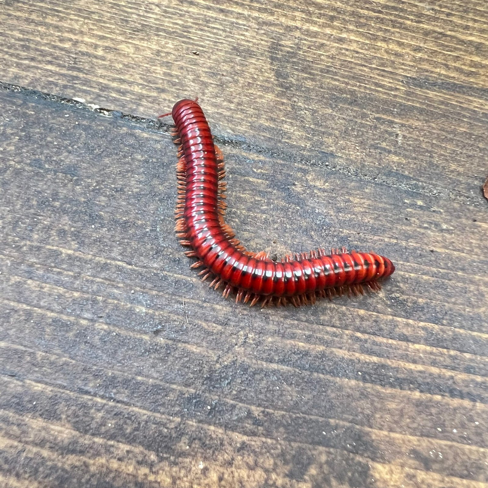Red Fire Millipede(Centrobolus annulatus) - Planted Terraria Exotics