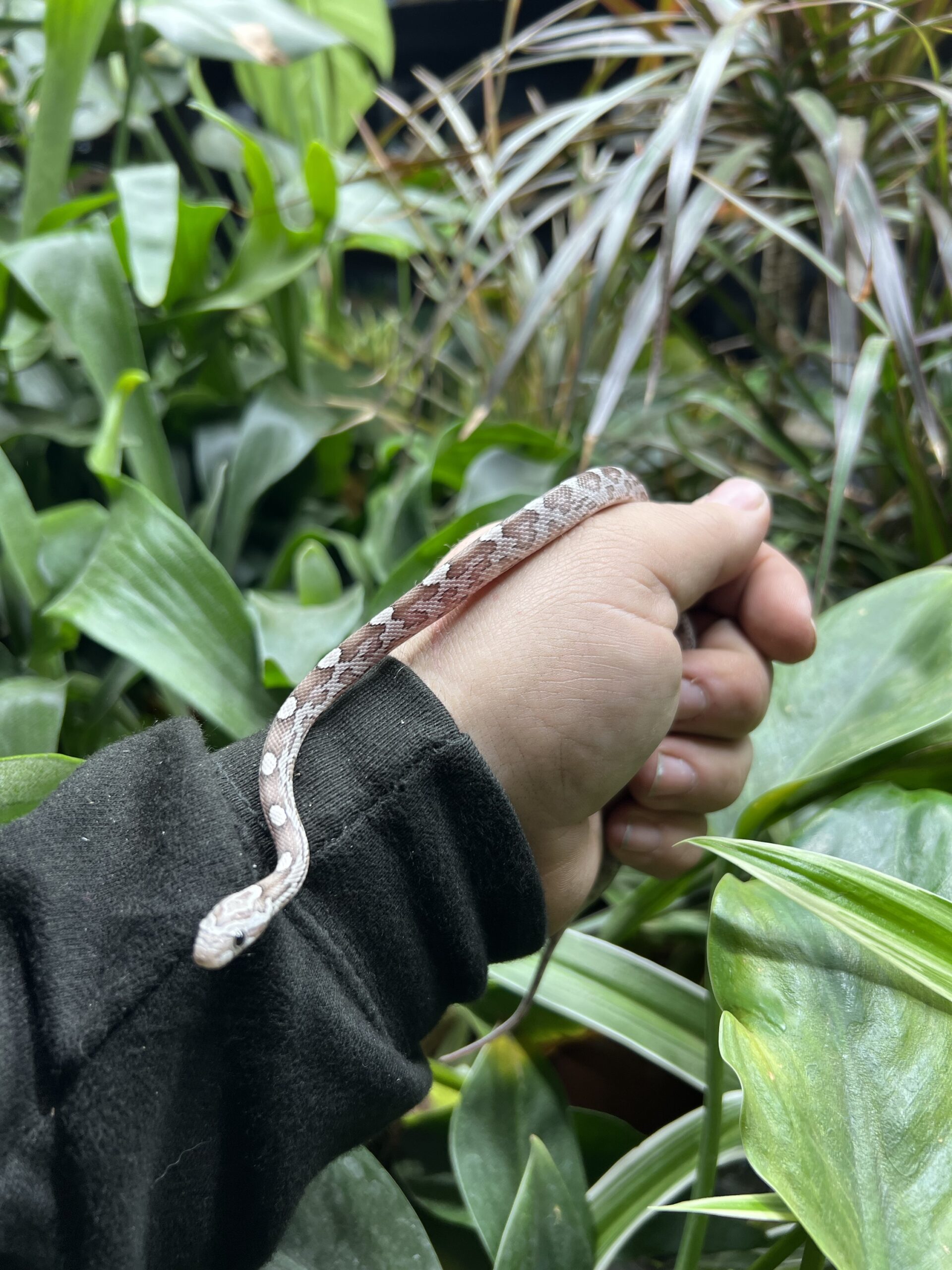 Female Palmetto Corn Snake - Planted Terraria Exotics