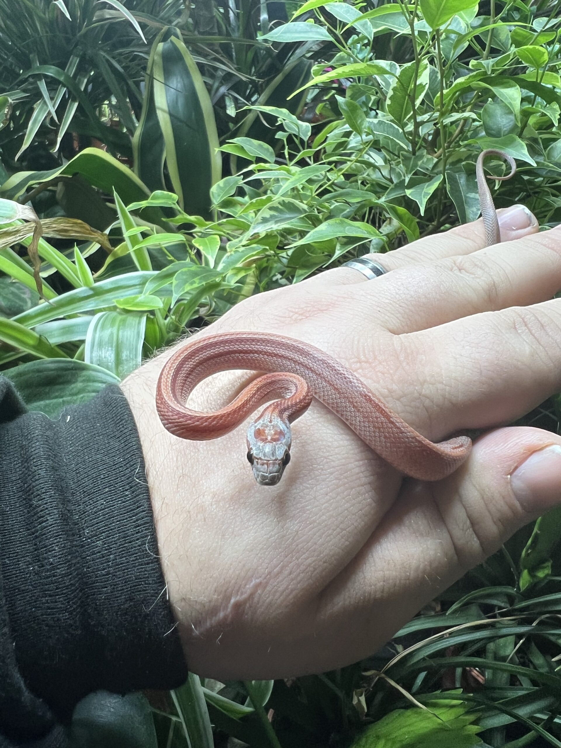 Het. Palmetto Corn Snake - Planted Terraria Exotics