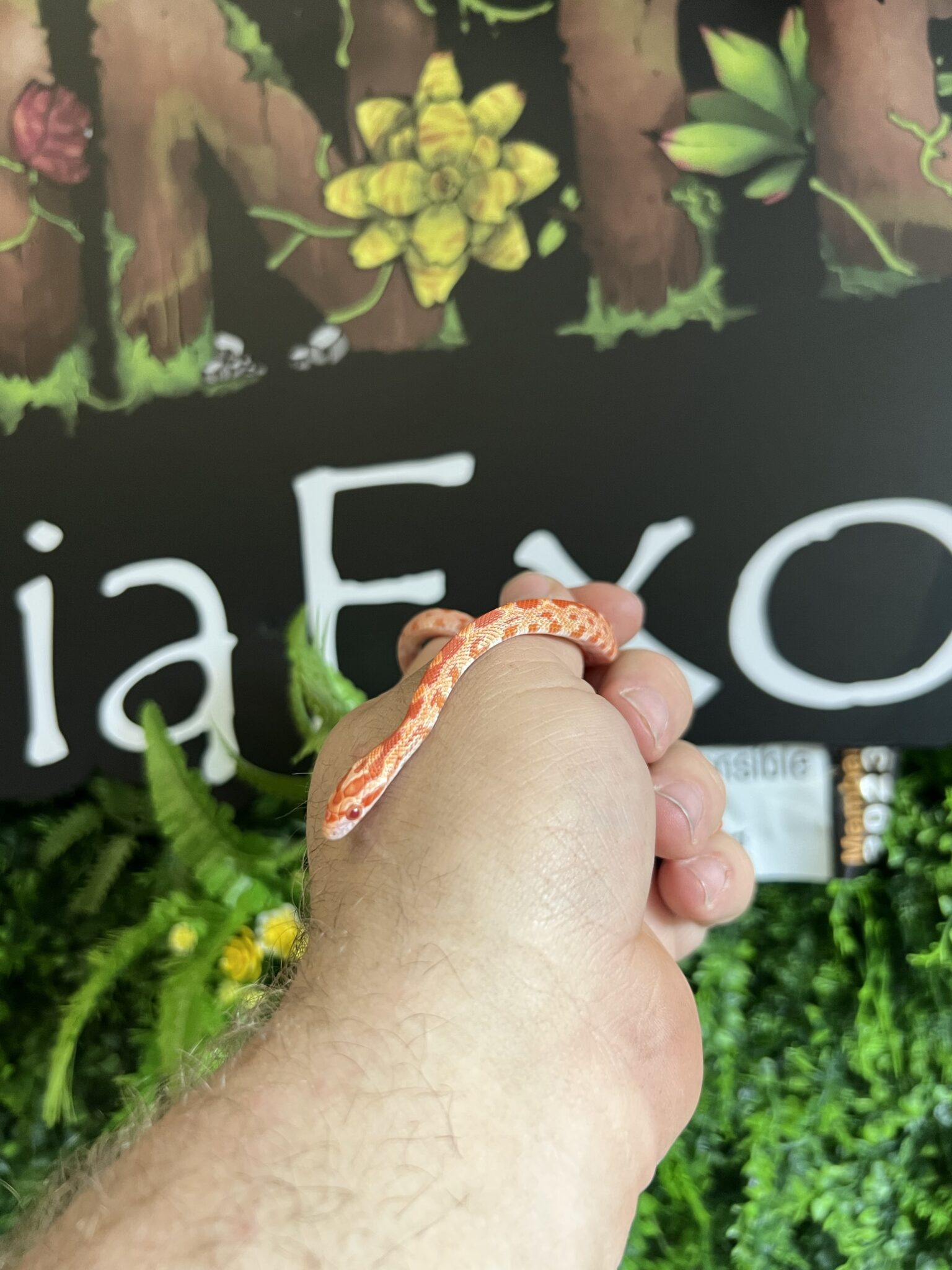 Amel Corn Snake - Planted Terraria Exotics
